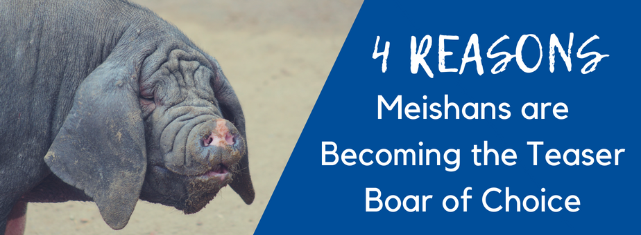 4 Reasons Meishans are Becoming the Teaser Boar of Choice