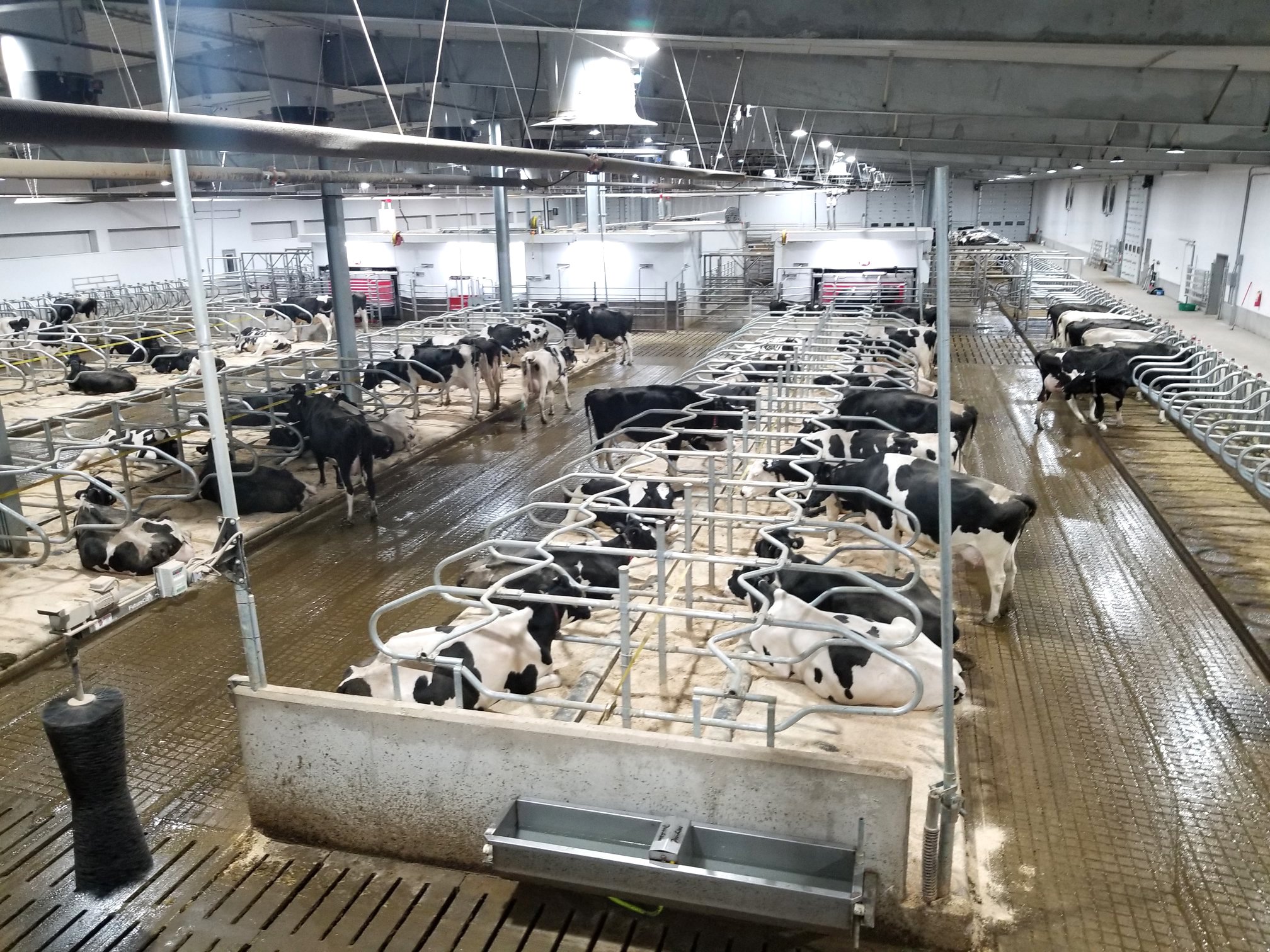 ROBOTIC MILKING: Deerfield Colony Case Study by: Ashley Graye - Dairy ...
