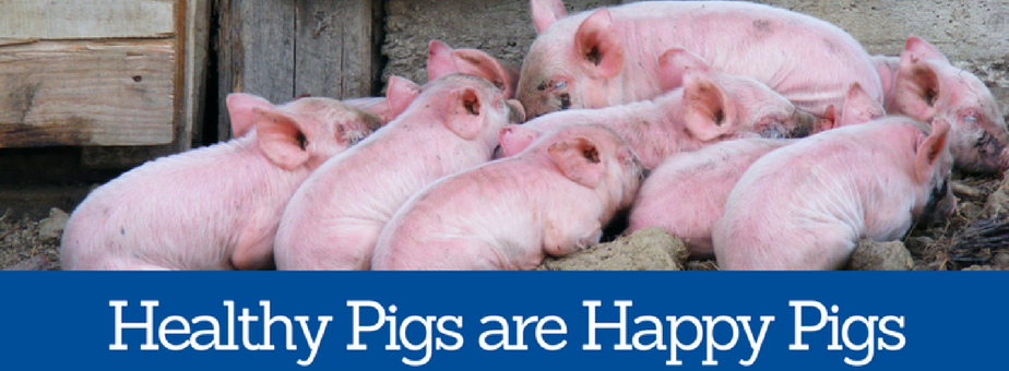 How To Keep Your Pig Healthy in Group Sow Pens