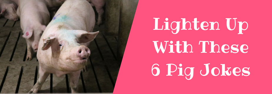 6 Pig Jokes That Are Sure to Make You Laugh