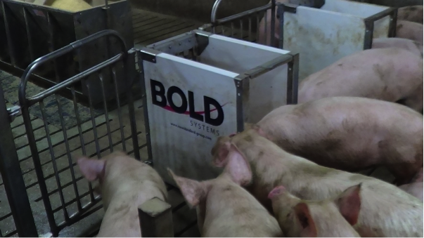 Hog Penning & Gating in a Training Group Gestation Pen