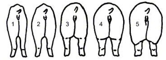 Precision Feeding in Gestating Sows, Or Sow Weight Watchers