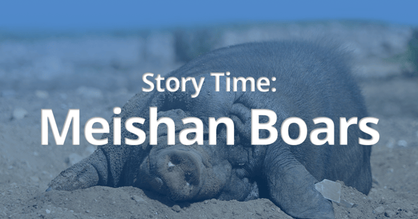 The Case of the Meishan Boars