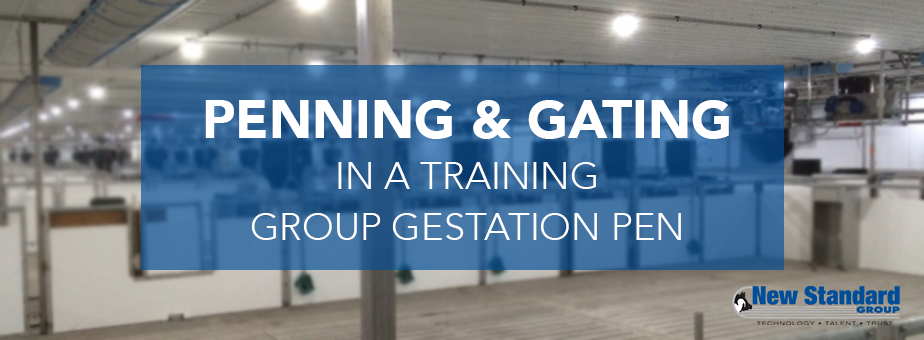 Hog Penning & Gating in a Training Group Gestation Pen